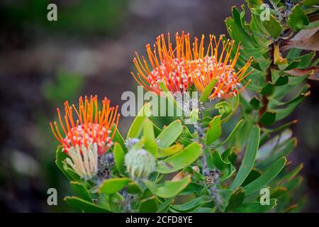 Pincushion protea, (Protea Leucospermum erubescens), flower, flowering ...
