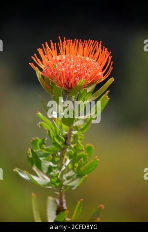 Pincuspid Protea, (Protea Leucospermum cordifolium), flower, flowering ...