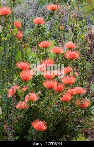 Pincuspid Protea, (Protea Leucospermum cordifolium), flower, flowering ...