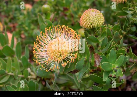 Pincuspid Protea, (Protea Leucospermum cordifolium), flower, flowering ...