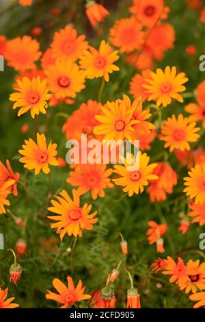 Namaqua parachute daisy (Ursinia calenduliflora ), flower, flowering ...