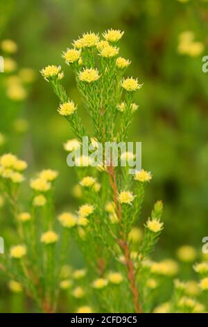 Eyelashes golden hair, (Chrysocoma ciliata), flowering, flowers, shrub ...