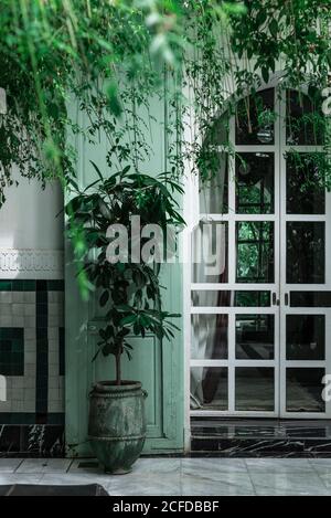 Pots with small trees located near arched entrance of green house on ...