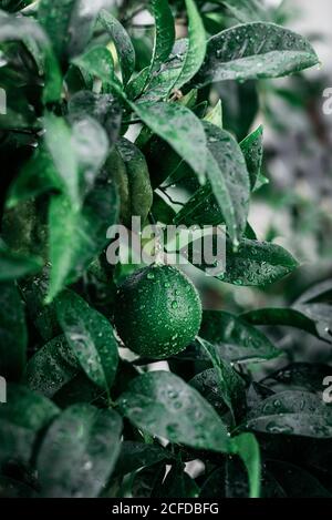 Unripe citrus fruit on branch Stock Photo - Alamy