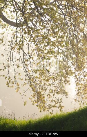 haze, oak tree, morning light, dunsts, oak trees, morning lights Stock ...