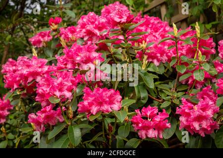 rhododendron pink pearl close up of flowers Stock Photo - Alamy