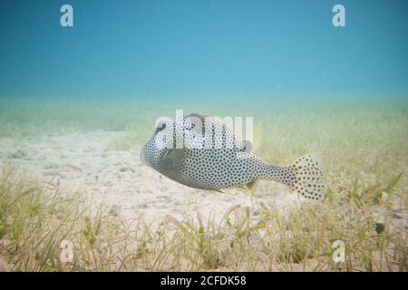 Drunk fish at sandy bottom of ocean Stock Photo - Alamy