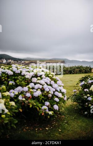 Hydrangea, Hydrangea, Ireland Stock Photo - Alamy
