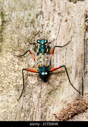 Nymph of the praying mantis species Metallyticus splendidus ...