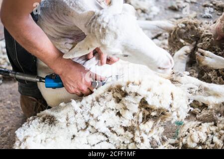 unrecognizable farm worker removing wool from sheep with professional ...