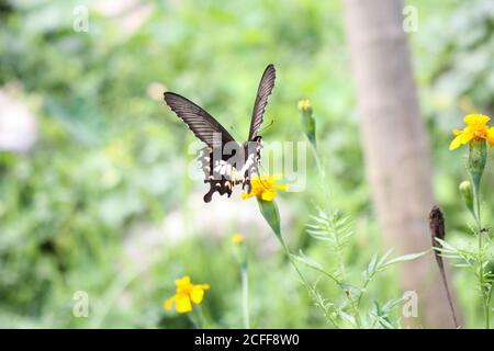 pic of a butterfly that represents strength and determination Stock ...