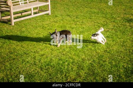 French Bulldog playing with a Jack a poo cross with Papillon Stock ...