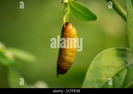 Monarch Butterfly Pupa; Danaus plexippus Single UK Stock Photo - Alamy
