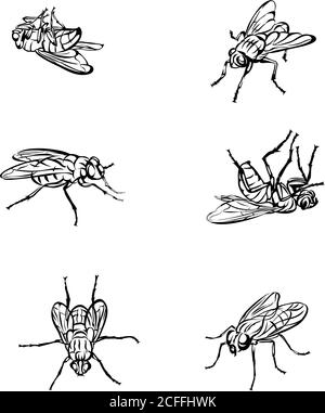 fly, insect, various poses, movements and foreshortenings of figures ...