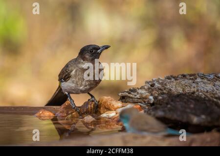 Dark capped Bulbul standing at water pond in Kruger National park ...