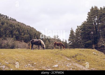 Healthy horses grazing at lawn by evergreen trees at idyllic valley ...