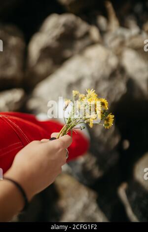 Small yellow flowers on a cliff top, Pembrokeshire , UK Stock Photo - Alamy