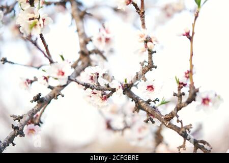 Branches of blooming tree on spring day Stock Photo - Alamy