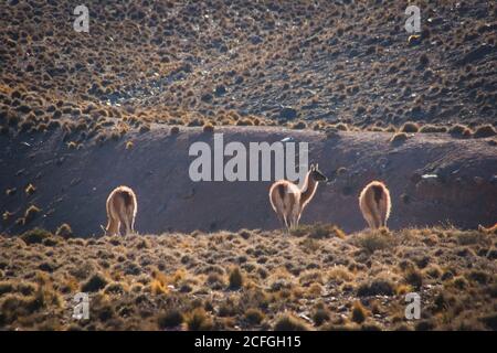 Young guanacos (Lama guanicoe) spotted in the steppes of Villavicencio ...