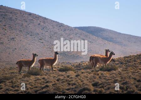 Herd of guanacos (Lama guanicoe) spotted in the steppes of ...