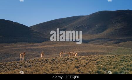 Herd of guanacos (Lama guanicoe) spotted in the steppes of ...