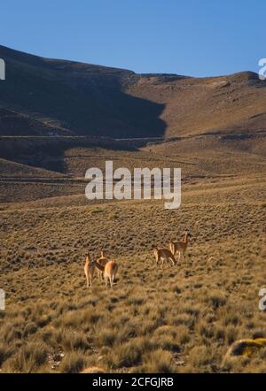 Herd of guanacos (Lama guanicoe) spotted in the steppes of ...