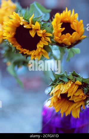 Colorful autumn sunflowers in vase, vintage barn windowsill, pumpkins ...