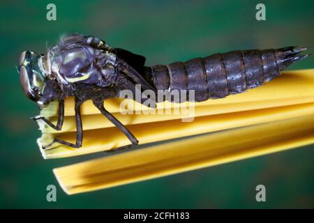1980s METAMORPHOSIS SEQUENCE 4 DRAGONFLY SHEDDING FROM THE NYMPH ...