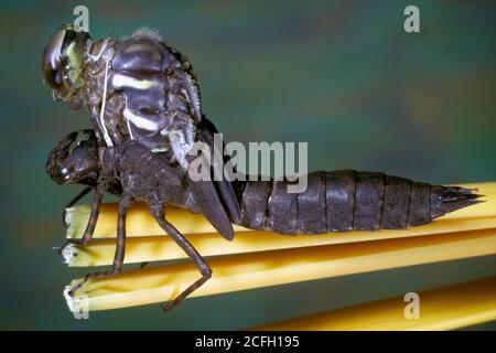1980s METAMORPHOSIS SEQUENCE 4 DRAGONFLY SHEDDING FROM THE NYMPH ...