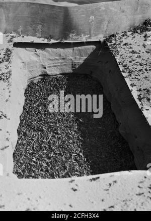 Locust plagues in Palestine. Methods of fighting the locust plague. A ...
