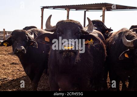 2 adult Italian mediterranean buffaloes looking at camera in cow shed ...