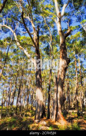 Australia, giant gum tree in Orroroo, South Australia Stock Photo - Alamy