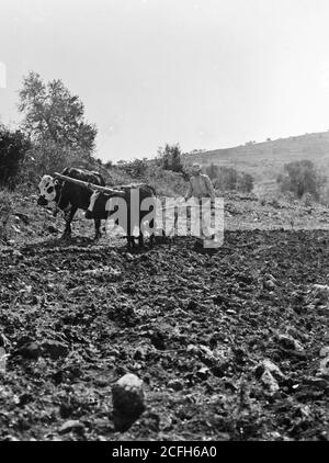 Middle East History - Peasant types. Plowing. (With yoke of cattle ...