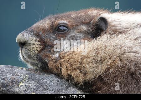 Close-up of hoary marmot (Marmota caligata) looking at camera, Mount ...