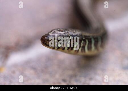 Island glass lizard - Ophisaurus compressus Stock Photo - Alamy