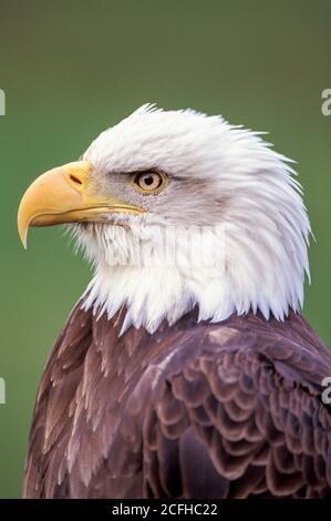 Bald Eagle side view Stock Photo - Alamy