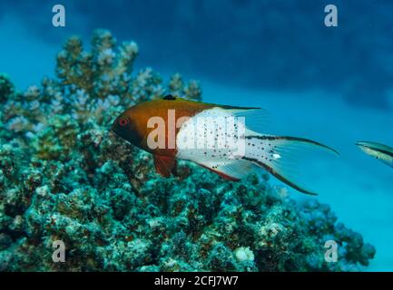 Half and Half, Chromis dimidiata, Hamata, Red Sea, Egypt Stock Photo ...