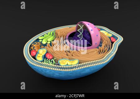 3d rendering of animal cell cross section with scaffoldings isolated on ...