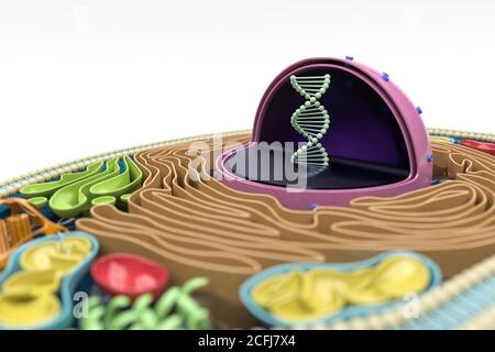 Chromatin in cell nucleus, illustration. Chromatin is the condensed ...