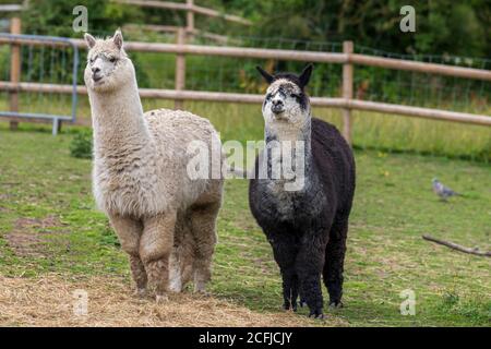 The beautiful Alpacas roaming the field, George Mead memorial stables ...