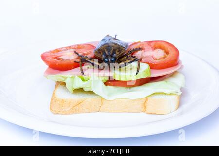 Close up sandwich with fried Giant Water Bug - Lethocerus indicus ...