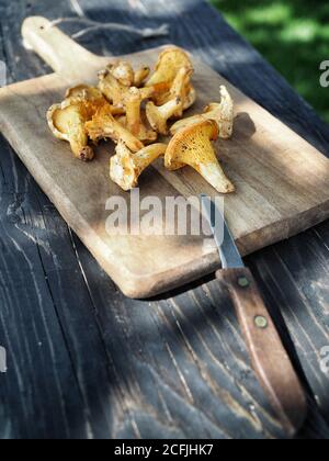 Chanterelle mushrooms (Cantharellus cibarius) on a transparent ...