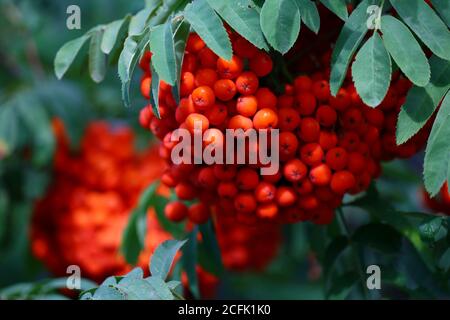 Wild berries ripe on stems under close up lens Stock Photo - Alamy