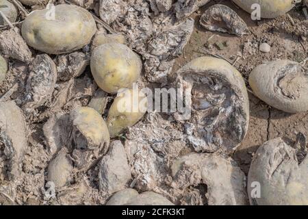 Disease damage / diseased potato. Uncertain what the large blotch may ...