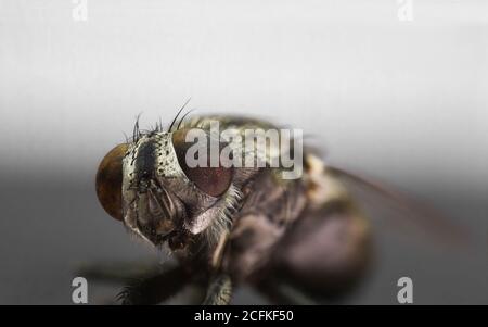 Macro fly head looking with big eyes - close up on face Stock Photo - Alamy