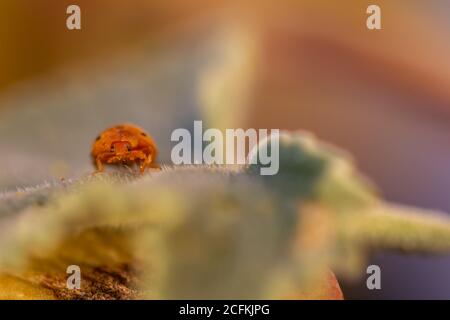 Melon ladybug (Henosepilachna argus) on a Gherkin of the devil at ...