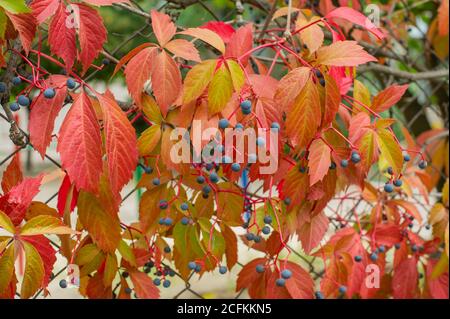 WILD grapes IN AUTUMN PILTAINED FENCE. Wild wingrad leaves in autumn ...