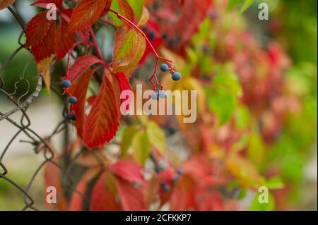 WILD grapes IN AUTUMN PILTAINED FENCE. Wild wingrad leaves in autumn ...