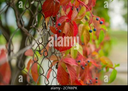WILD grapes IN AUTUMN PILTAINED FENCE. Wild wingrad leaves in autumn ...