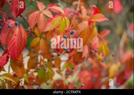 WILD grapes IN AUTUMN PILTAINED FENCE. Wild wingrad leaves in autumn ...